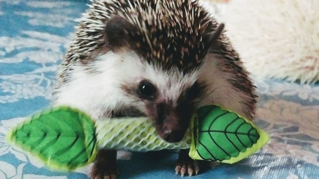 Mint Sticks – Hedgehog Ville